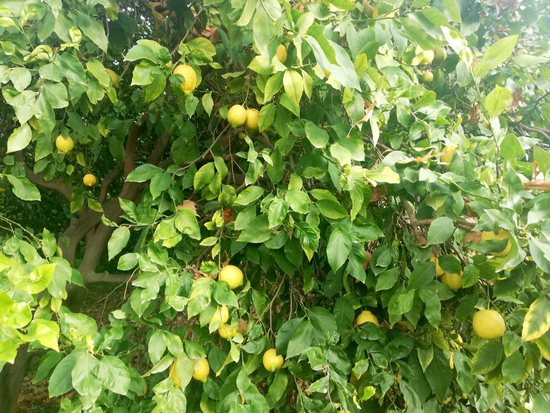 ERDEMLİ KARGICAK MAHALLESİNDE SATILIK LİMON BAHÇESİ ...