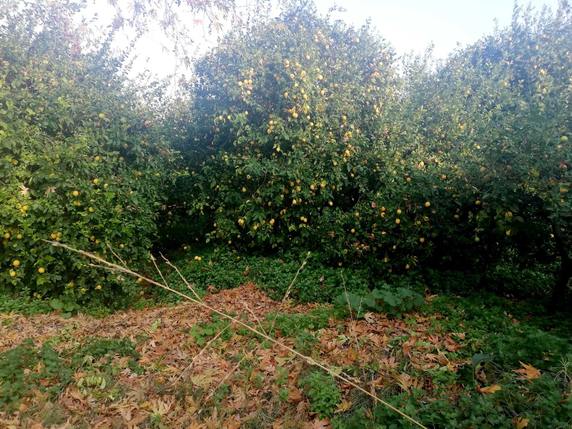 ERDEMLİ KARGICAK MAHALLESİNDE SATILIK LİMON BAHÇESİ - VİPGAYRİMENKUL